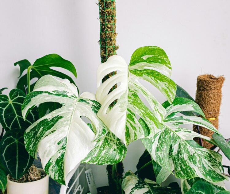 7 Tips to Save Your Monstera Before It’s Too Late