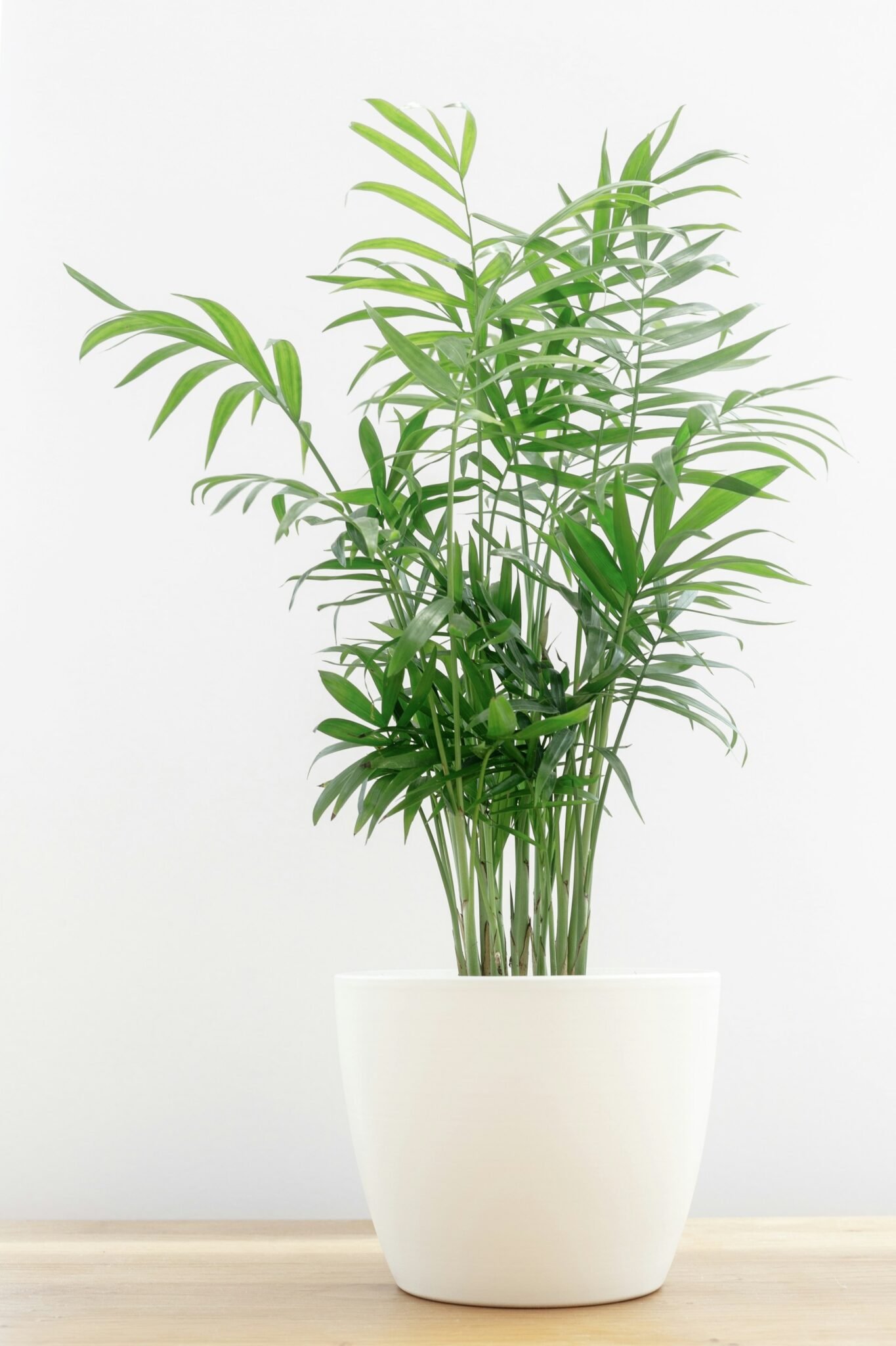 Parlor Palm Care: The Chillest Houseplant That Actually Wants to Hang ...