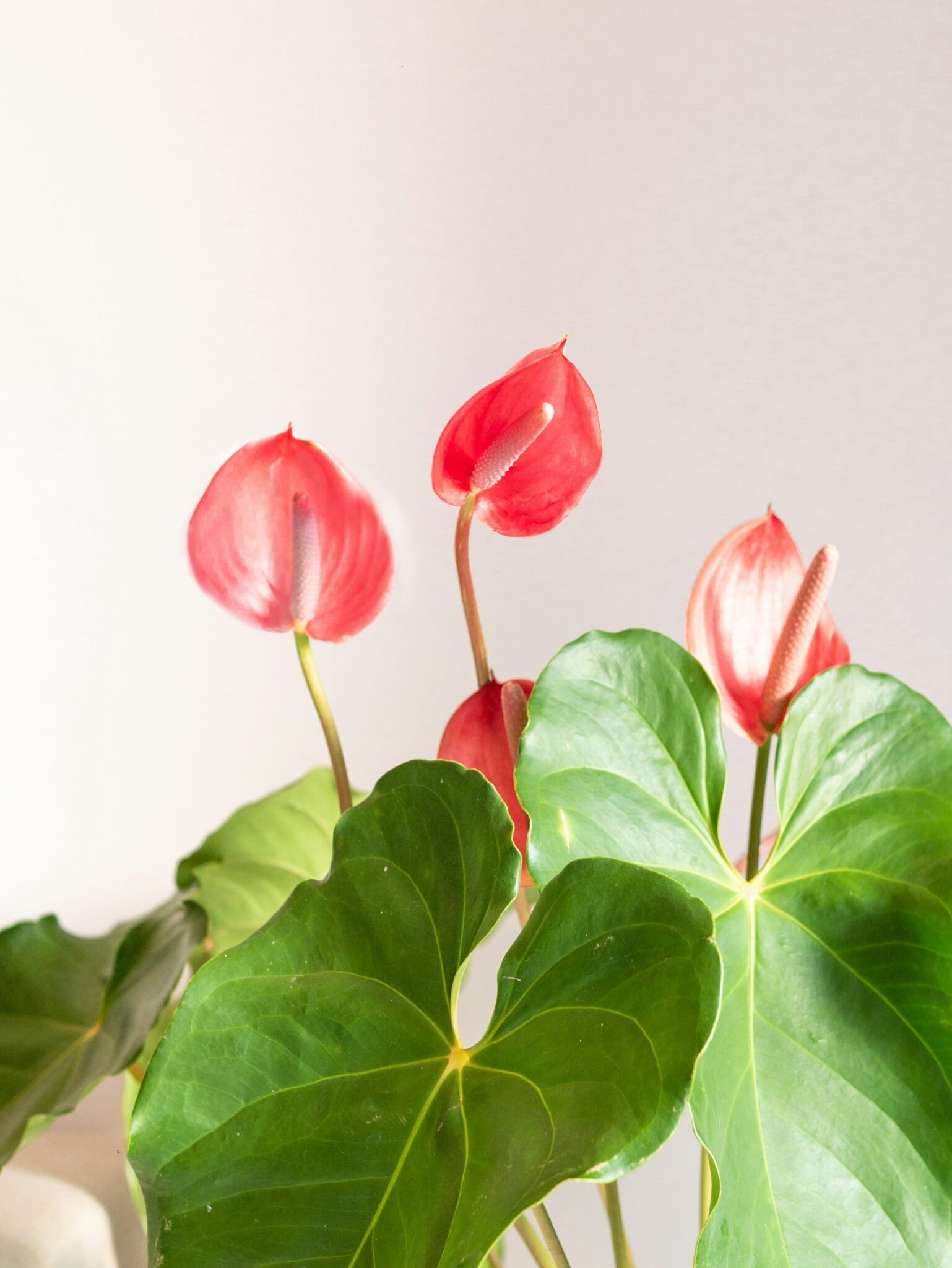 Anthurium Plant Care: How to Keep Those Glossy Red Blooms Coming Back