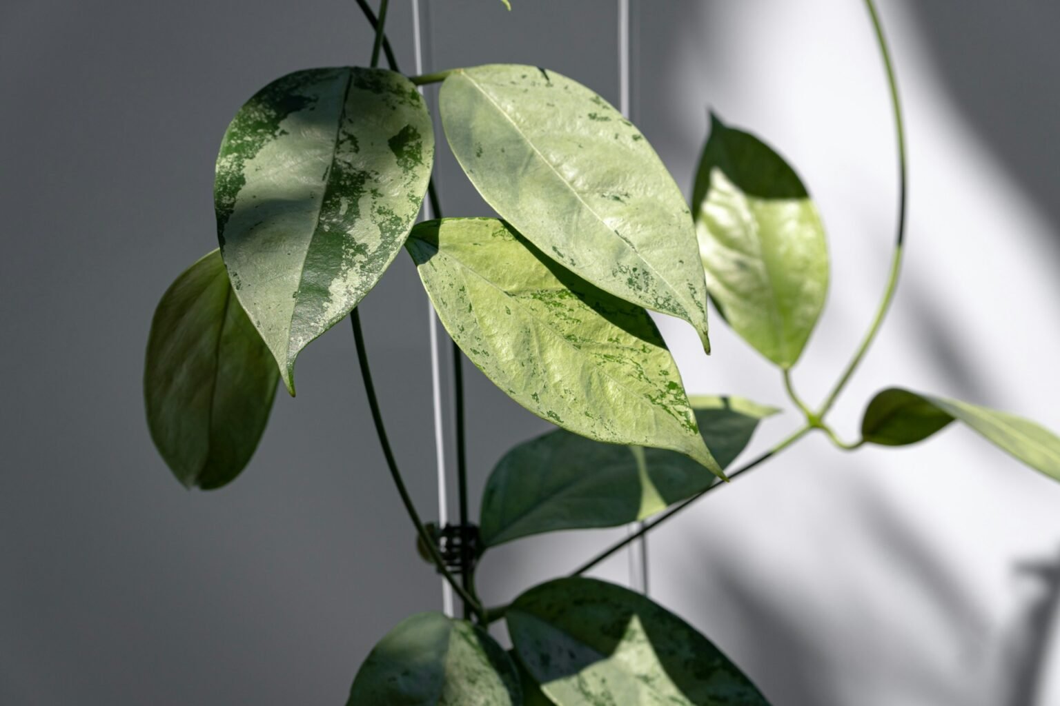 Hoya Plant Care: The Easiest Way to Grow a Living Necklace of Waxy ...