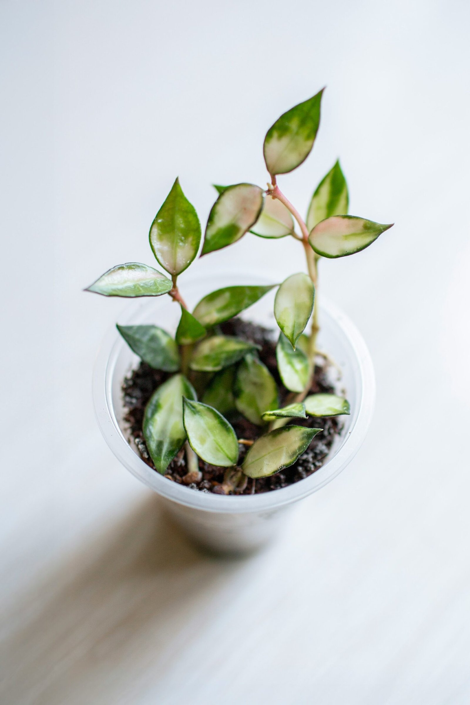 Hoya Plant Care: The Easiest Way to Grow a Living Necklace of Waxy ...