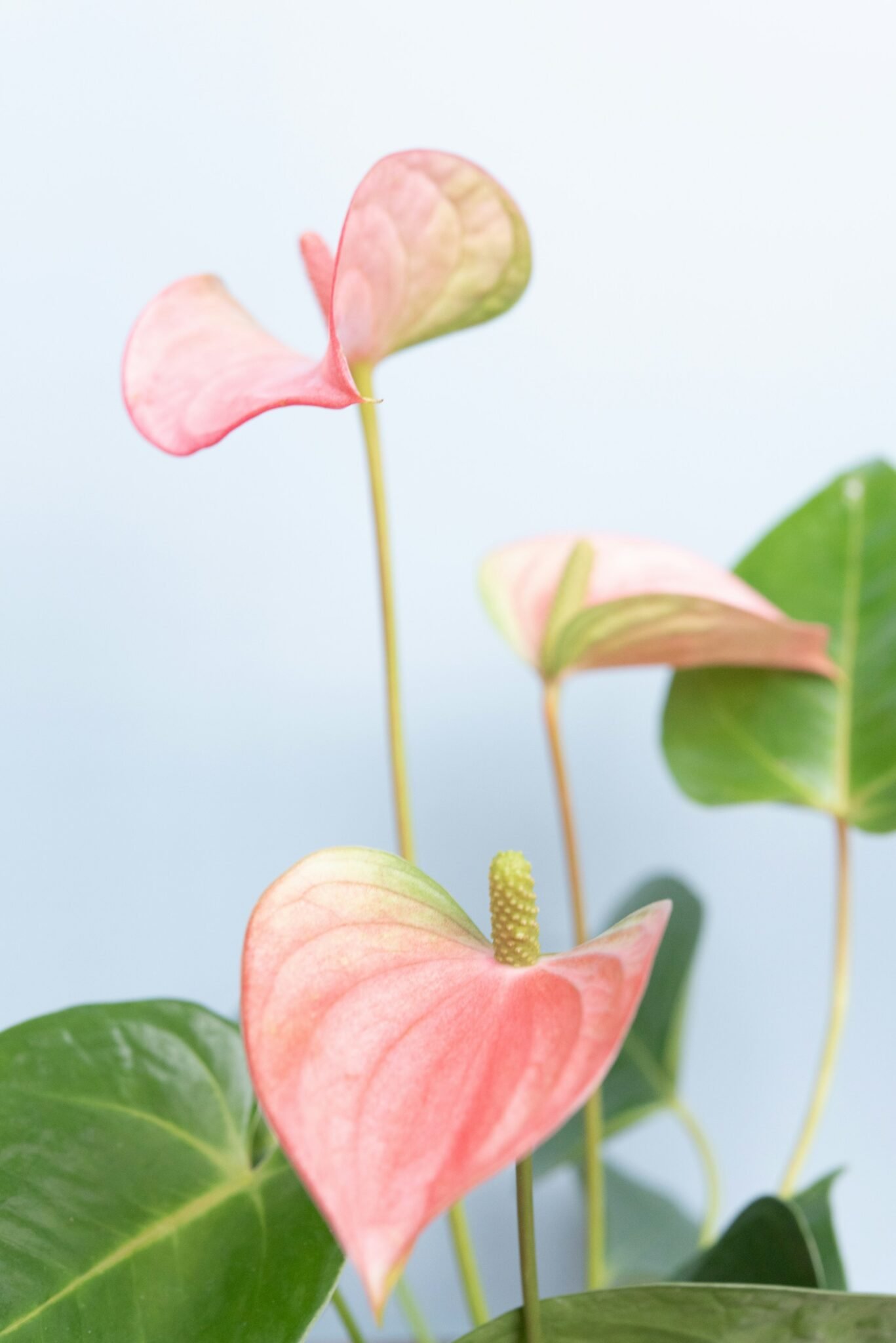 Anthurium Plant Care: How to Keep Those Glossy Red Blooms Coming Back